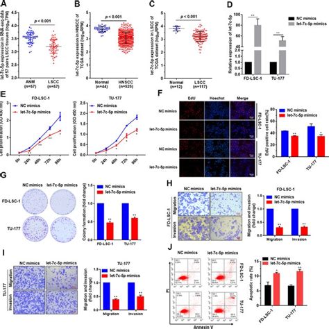 Circcoro1c Promotes The Proliferation Migration And Invasion Of Lscc
