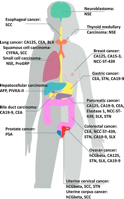 Cancer Markers 101 What You Need To Know