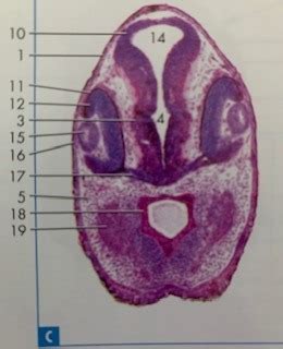 Transverse Section C Diagram Quizlet