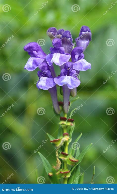 Healing Scutellaria Baicalensis Stock Image Image Of Medical Natural