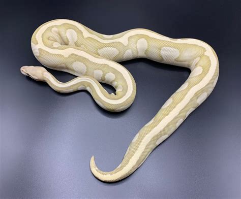 Fire Lesser Desert Ghost Ball Python By Clean Balls Uk Morphmarket