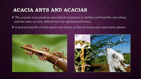 Theory Of Co Evolution Pptx