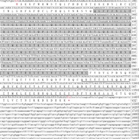 Nucleotide And Corresponding Translated Amino Acid Sequences Of Bmi Download Scientific Diagram