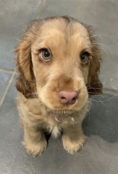 Meet Winnie The Cocker Spaniel With Puppy Eyes Becomes An Internet
