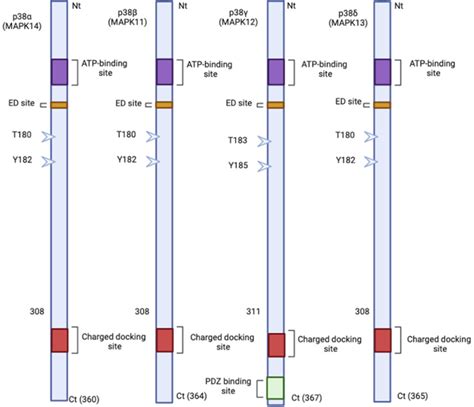 P38 Mapk Diversity In Structure And Activation A Diagram Of The