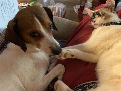 Dog For Adoption Kiwi A Jack Russell Terrier And Dachshund Mix In