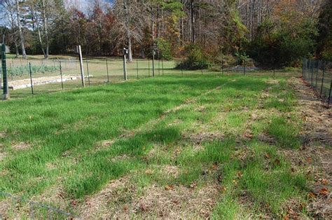 Winter Oats As Cover Crop Theeasygarden Easy Fun And Fulfilling