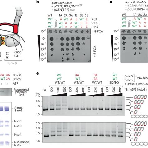 Dna Entrapment In Smc56 Subcompartments A Schematic Representation Of