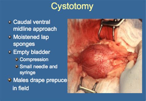 Bladder Cystotomy
