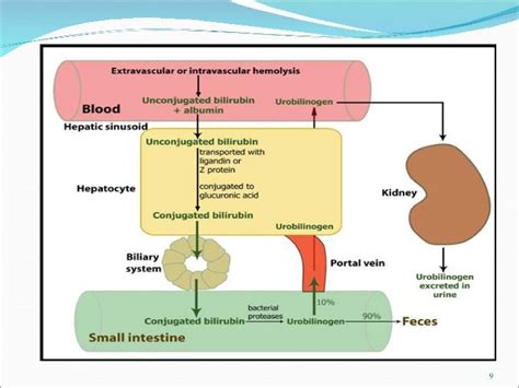 Bilirubin Estimation
