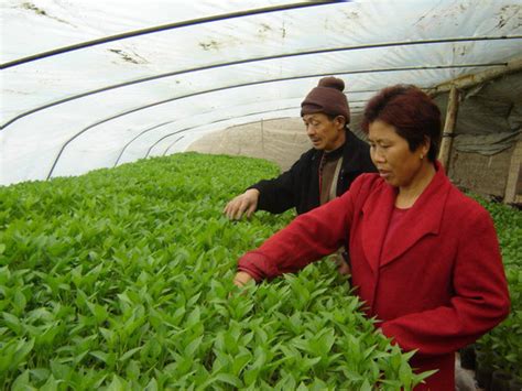 图文 反季节蔬菜大棚种植致富边境一线农工滚动新闻新浪财经新浪网