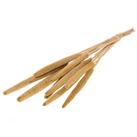 60cm Dried Natural Babala Bunch 10 Stems