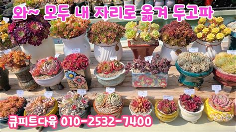 250415📍큐피트다육 핑크마녀철화 휴밀리스 흑사금 덴트라쨈 오드리햅번 수연 백봉 샤넬금 체리환타지아 풍경소리 Youtube