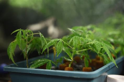 Premium Photo Growing Hemp Cuttings In Indoor Cultivation