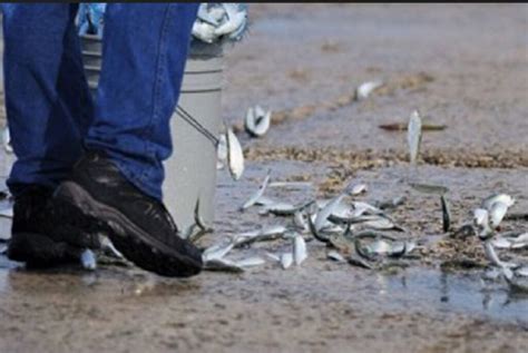 Lluvia De Peces De Yoro Tendrá Denominación De Origen Protegida