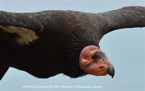 Watch A Conversation With The California Condor Recovery Project