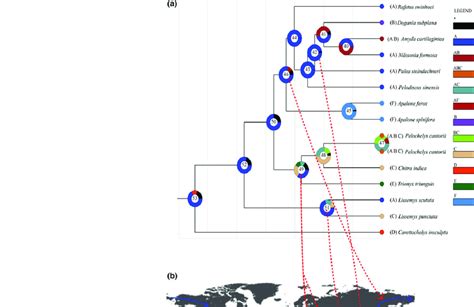 A Graphical Results Of Ancestral Distributions At Each Node Of The