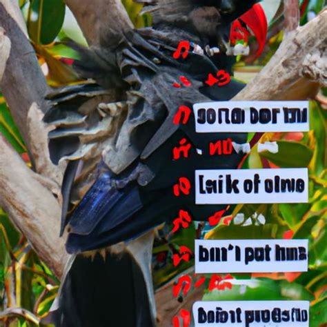 Black Palm Cockatoo Price Everything You Need To Know