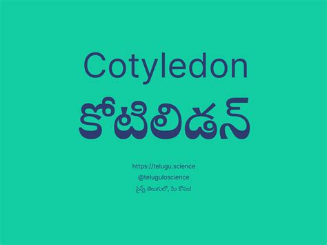 కోటిలిడన్ గురించి వివరణ Cotyledon