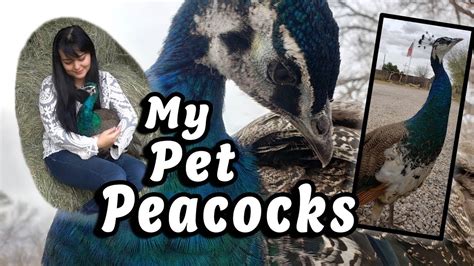 My Pet Peacocks Rare And Unique Pets Youtube