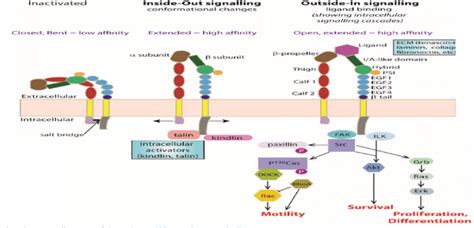 Integrin Signaling A Short Review The Science Notes