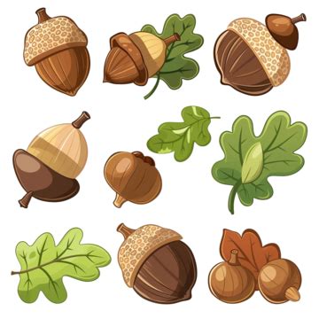 Acorn Nut Oak Set Cartoon Acorn Nuts Oak PNG Transparent Image And
