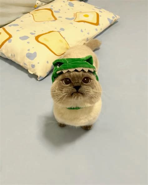 Cute Cat With Green Bow Tie