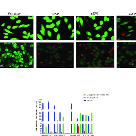 Apoptosis Detection In B16 F10 Cancer And L929 Normal Cells Under