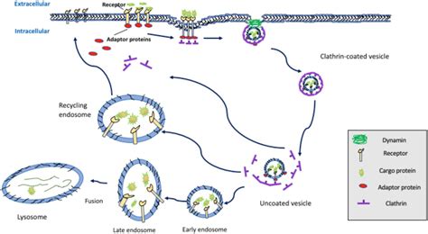 Receptor Mediated Endocytosis