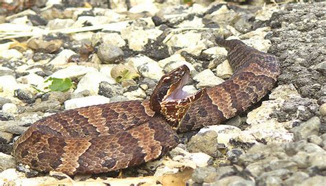 Snakes Are On The Move In The Texas Hill Country