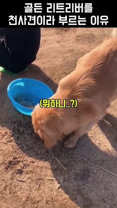 골든 리트리버가 천사견이라 불리는 이유 Youtube