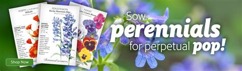 How To Grow Annabelle Hydrangea In Your Garden Flower Patch Farmhouse