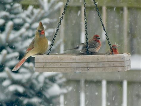 Blondie And The Redheads Feederwatch
