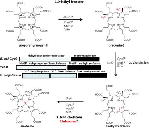 Biosynthesis Of Siroheme Siroheme Is Synthesized From Uroporphyrinogen
