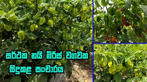 නයි මිරිස් වගාව Nai Miriswagawa Nai Kochchi Wagawa Scotch Bonnet