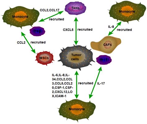 Figure 1 From The Crosstalk Between Tumor Associated Macrophages Tams