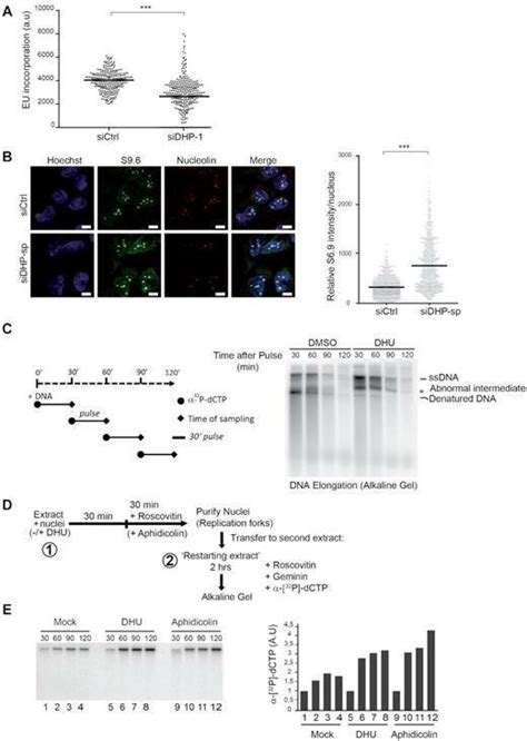 Dihydropyrimidines Induce Transcriptional Stress And Yield Abnormal Dna