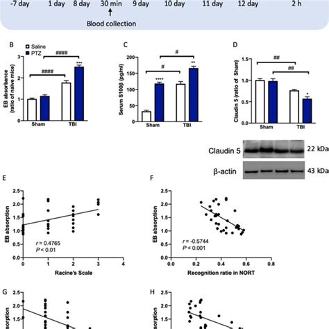 Tbi Triggers Neuroinflammation In The Mpfc In Ptz Treated Mice A