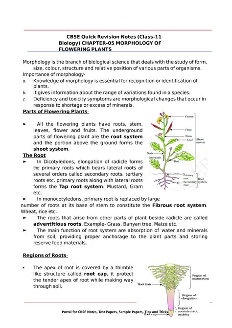 11 Biology Notes Ch05 Morphology Of Flowering Plants Cbse Quick