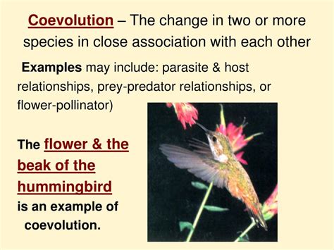Coevolution Examples In Plants
