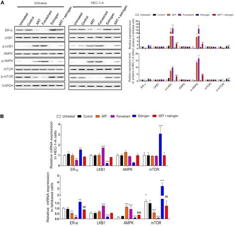 Estrogen Classical Pathway Receptor