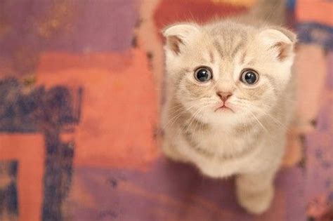 小猫咪图片萌萌哒 萌萌哒卡通小猫咪图片 萌萌小猫咪 大山谷图库