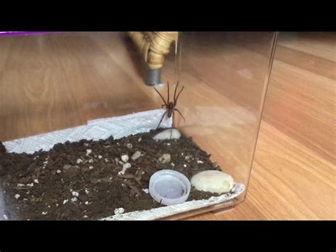 Pill Bug Spider