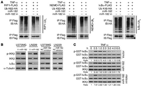 Mir 182 Sustains Nf κb Activity A Wb Of K63 Linked Poly Ub Of Rip1 Download Scientific