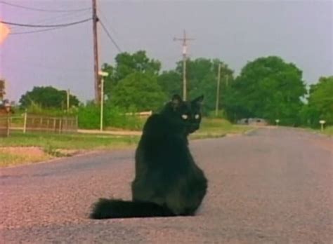 Teenage Catgirls In Heat 1994 Cinema Cats