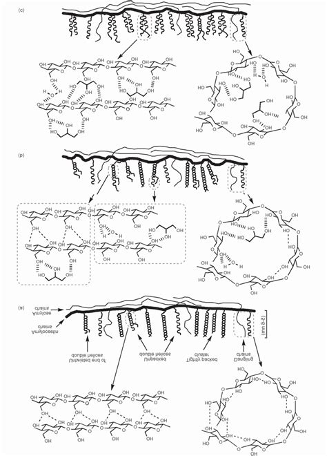 Schematic Model Of A Backbone Structure After Reference 90 And