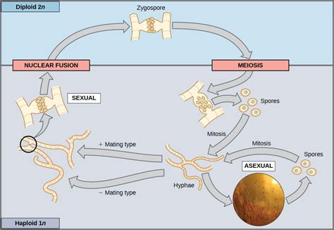 Sexual Reproduction Biology Part I