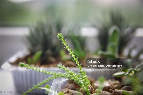 컨테이너에 테이블에 식물의 작은 녹색 콩나물 집에서 선인장과 다육 식물을 재배 햇살 아래 새로운 삶 개념에 대한 스톡 사진 및 기타 이미지 Istock