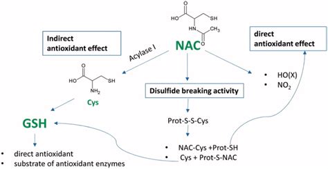 Nac Has Direct Antioxidant Properties On Oxidant Species Eg Oh