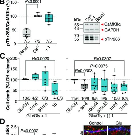 Functional Effects Of Ghb Analogs A Right Shifted Thermal Shift Assay Download Scientific